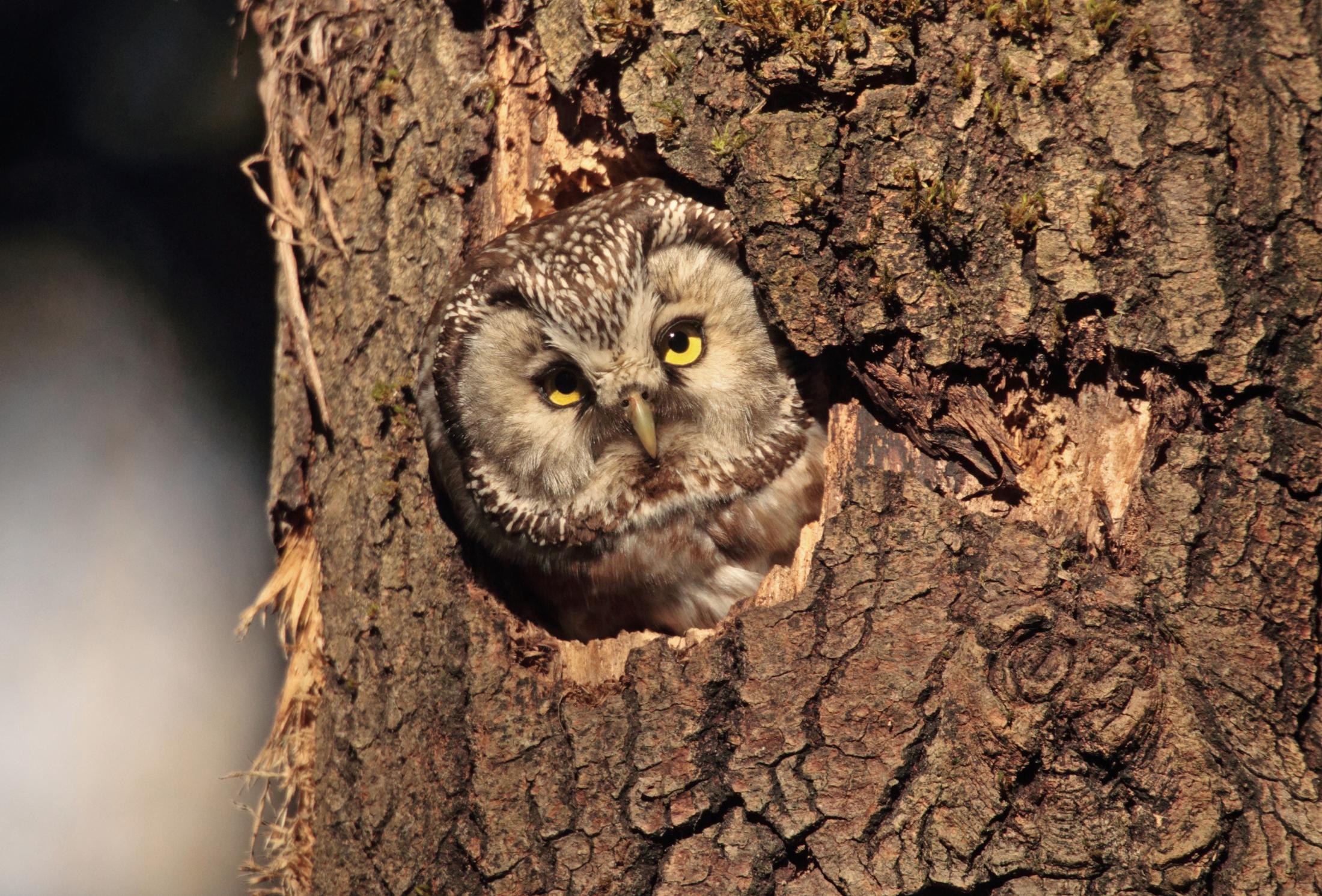 Civetta capogrosso | Lipu ODV